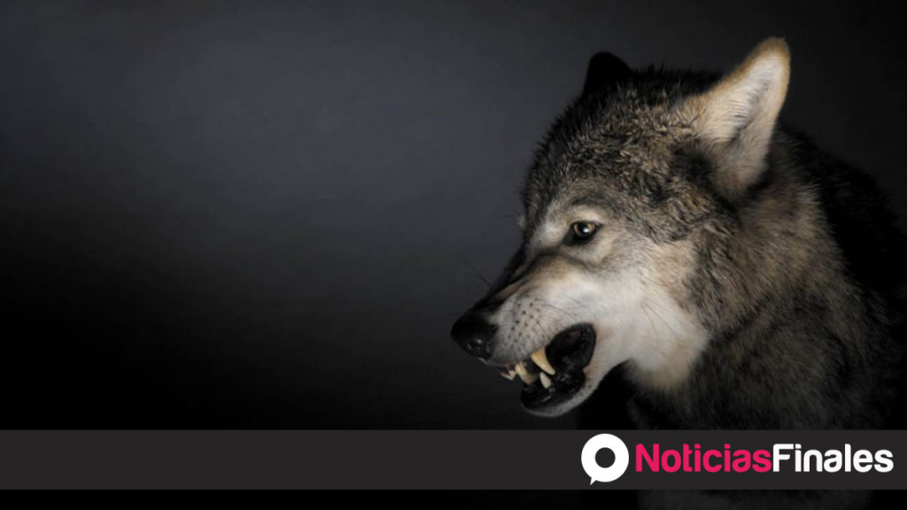 Conozcan las 7 evidencias que existen sobre un Pastor Lobo Disfrazado ...